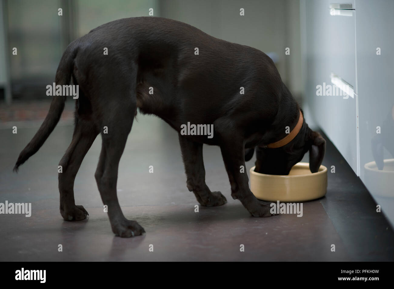 Young Black Labrador dog eating from dog bowl, side view Stock Photo ...