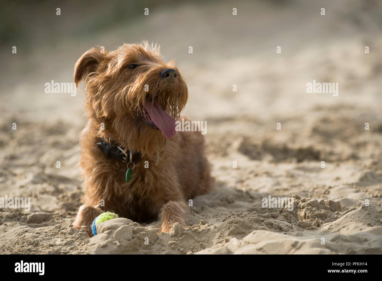 Small mongrel dog on lying down on beach near ball, panting Stock Photo ...
