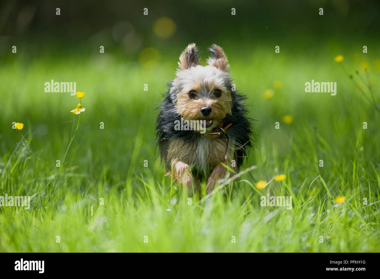 Yorkshire Terrier running through field, front view Stock Photo - Alamy