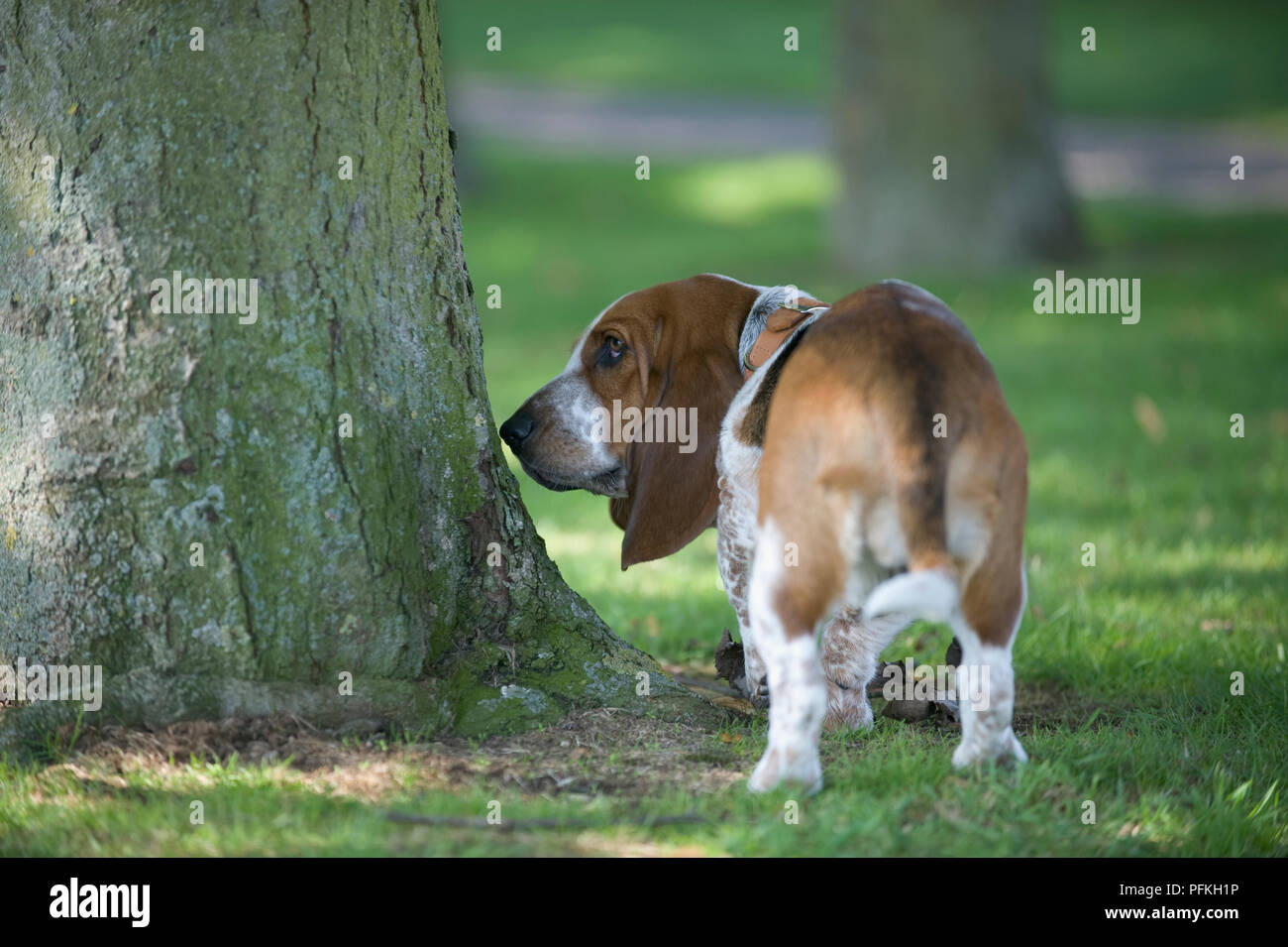 Basset Hound smelling trunk of tree Stock Photo - Alamy