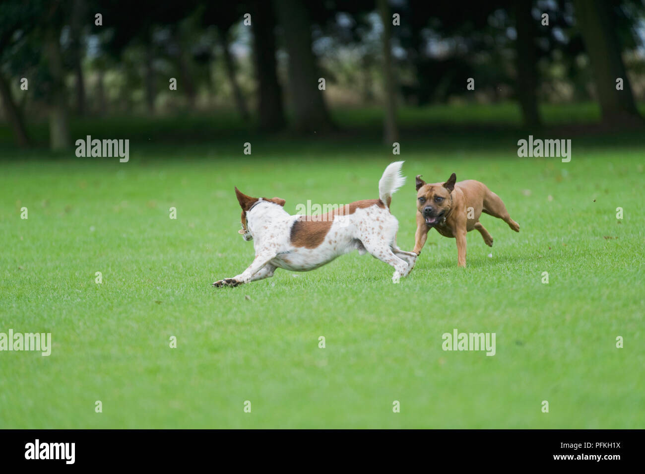 Female dog chasing a male dog in play fight, side view Stock Photo - Alamy