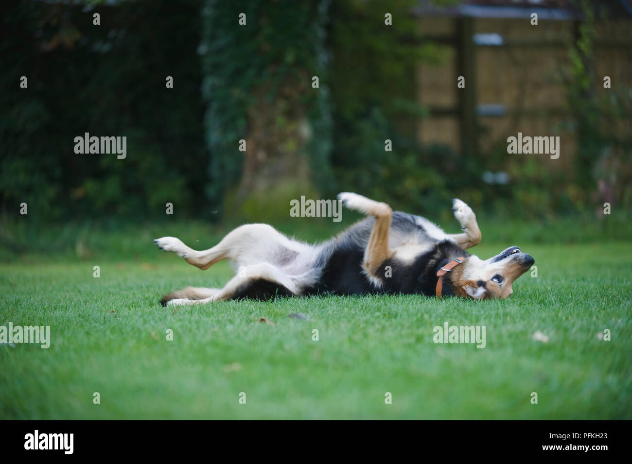 Mixed-breed dog rolling over on lawn, side view Stock Photo - Alamy