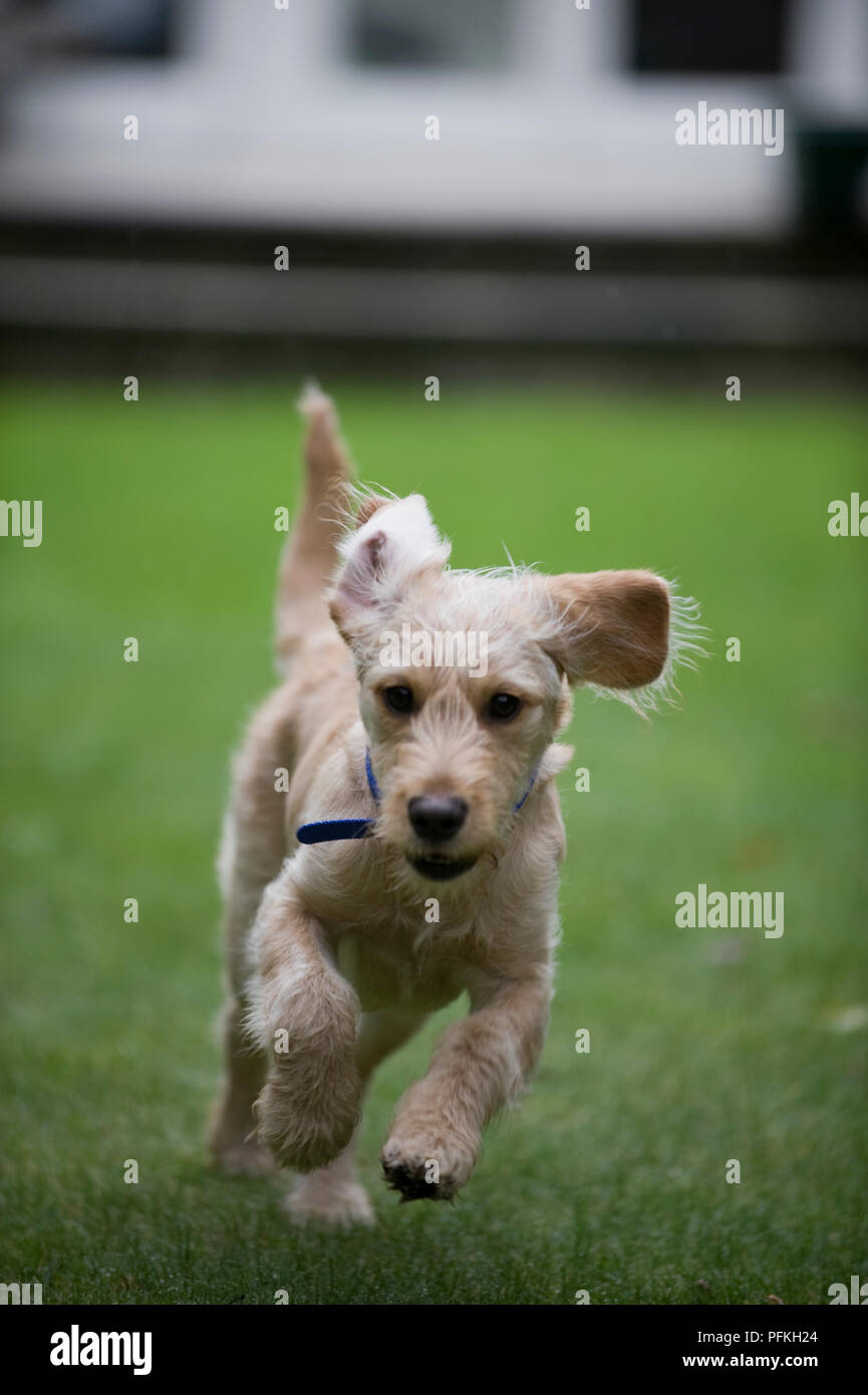 Labradoodle dog running across lawn, front view Stock Photo - Alamy