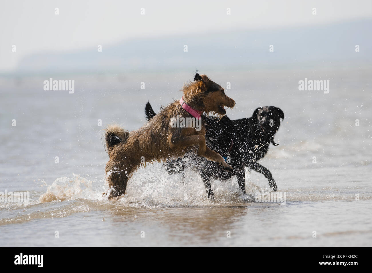 Two dogs side by side walking and leaping across shallow water Stock ...