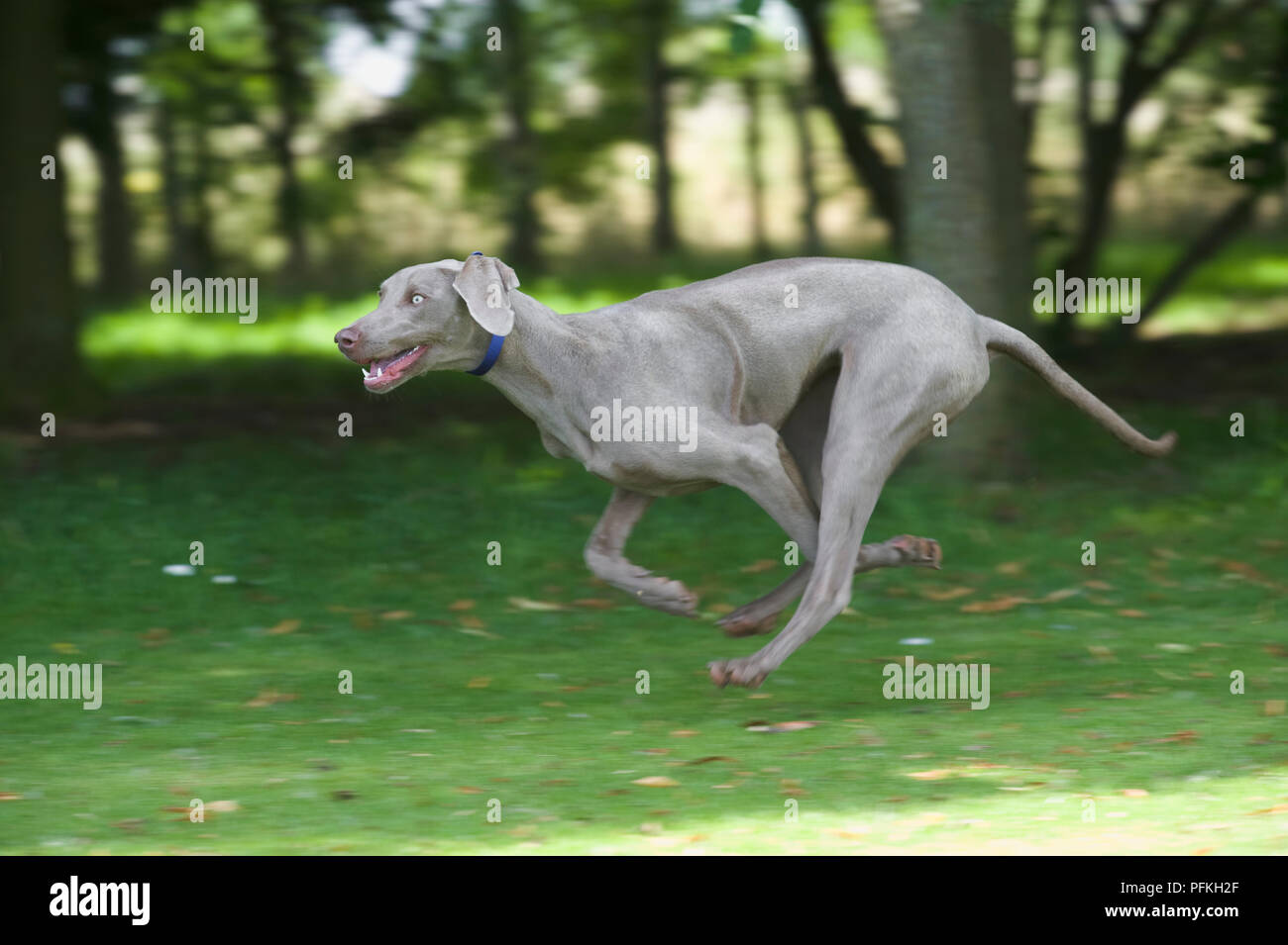 Weimaraner dog charging across lawn near a group of trees, side view ...