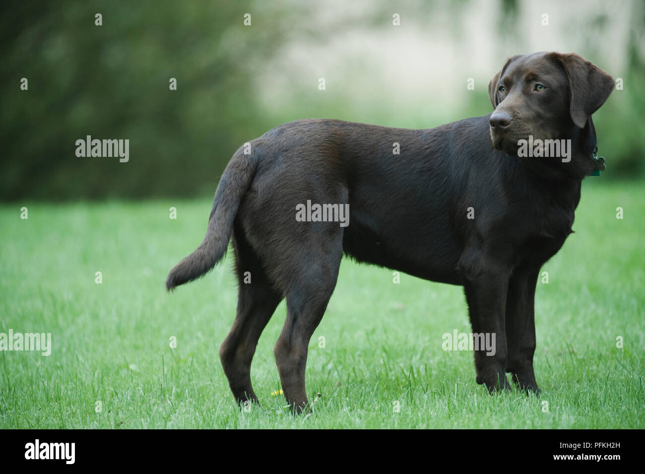 Young, brown Labrador Retriever standing in grass, looking over ...