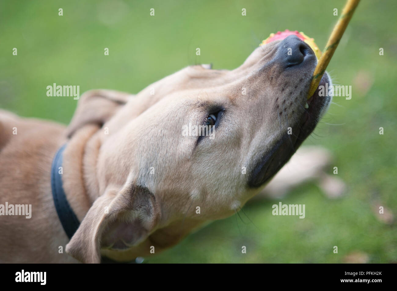 Biting rope hi-res stock photography and images - Alamy