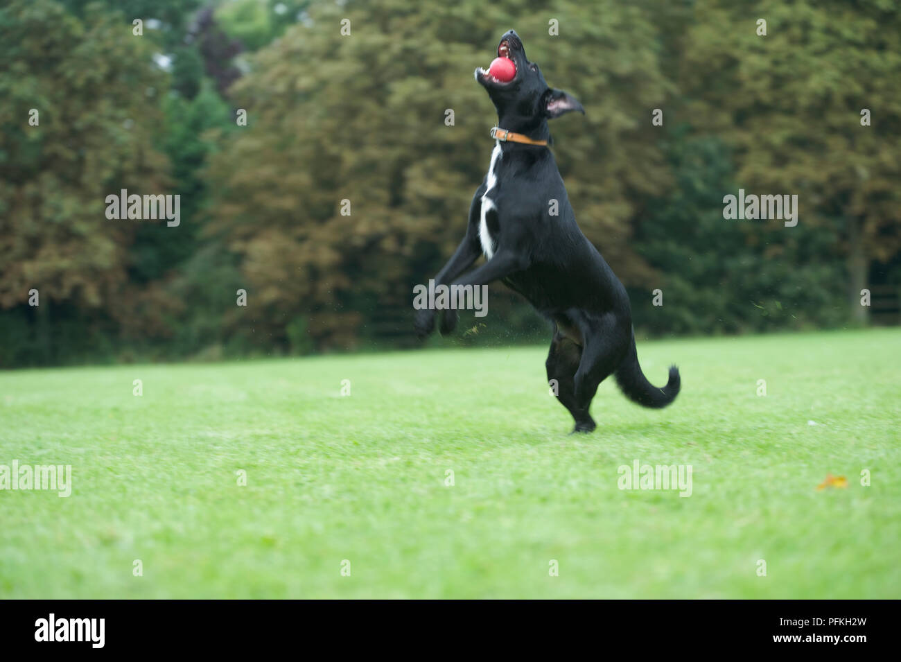 Agility dog uk hi-res stock photography and images - Alamy