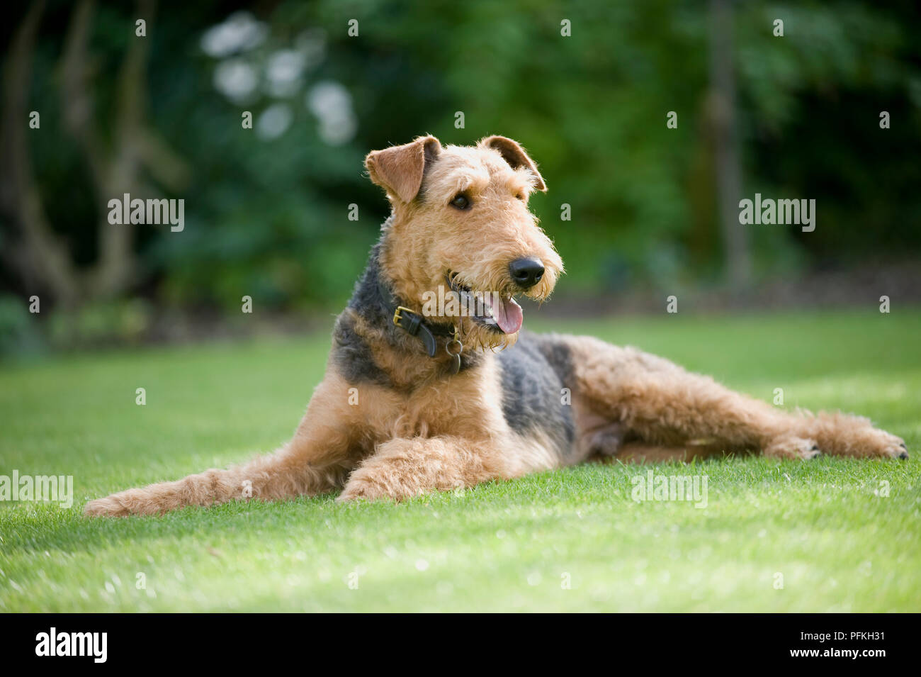 Airedale Terrier lying down on grass, panting Stock Photo - Alamy