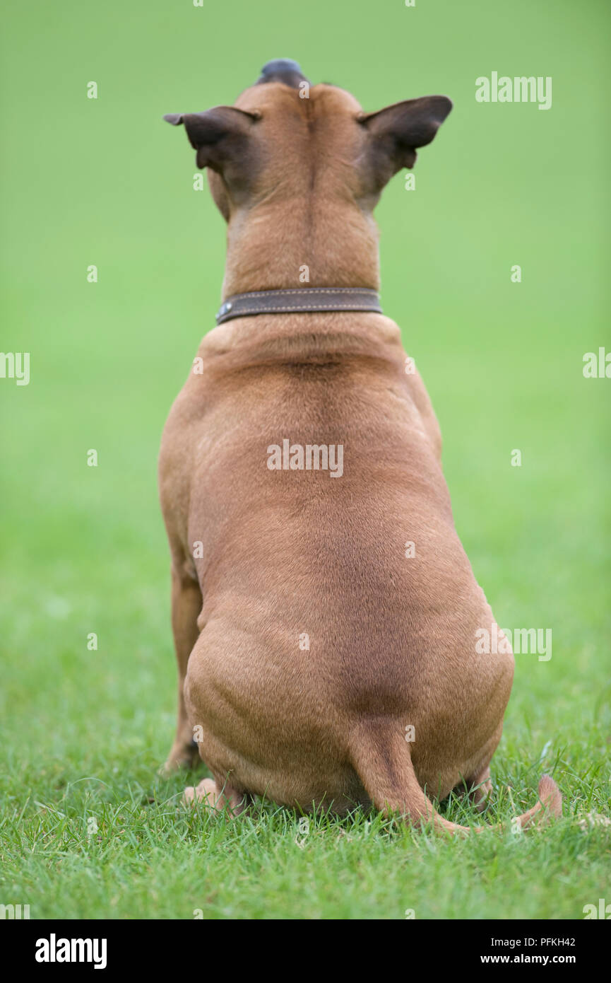 Overweight dog sitting on lawn, rear view Stock Photo - Alamy