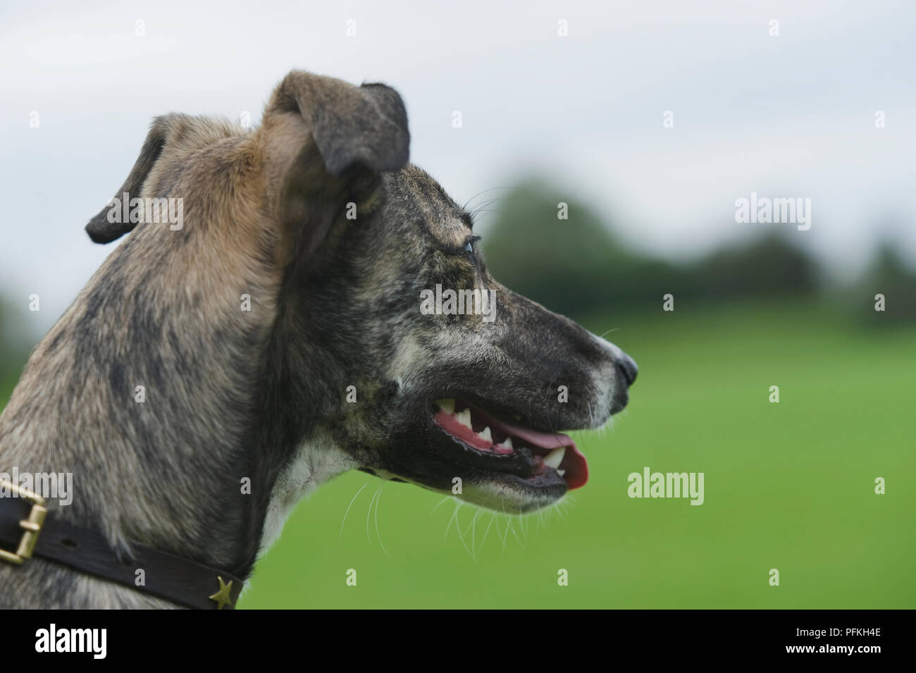 Head of a Lurcher sighthound, looking away, close-up Stock Photo - Alamy