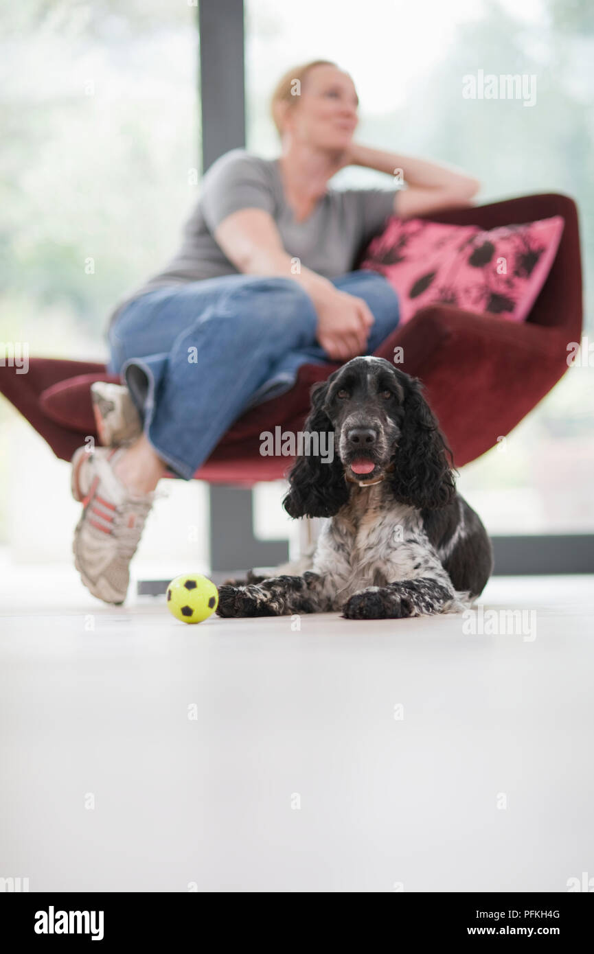 Cocker Spaniel lying on floor with ball at feet Stock Photo - Alamy