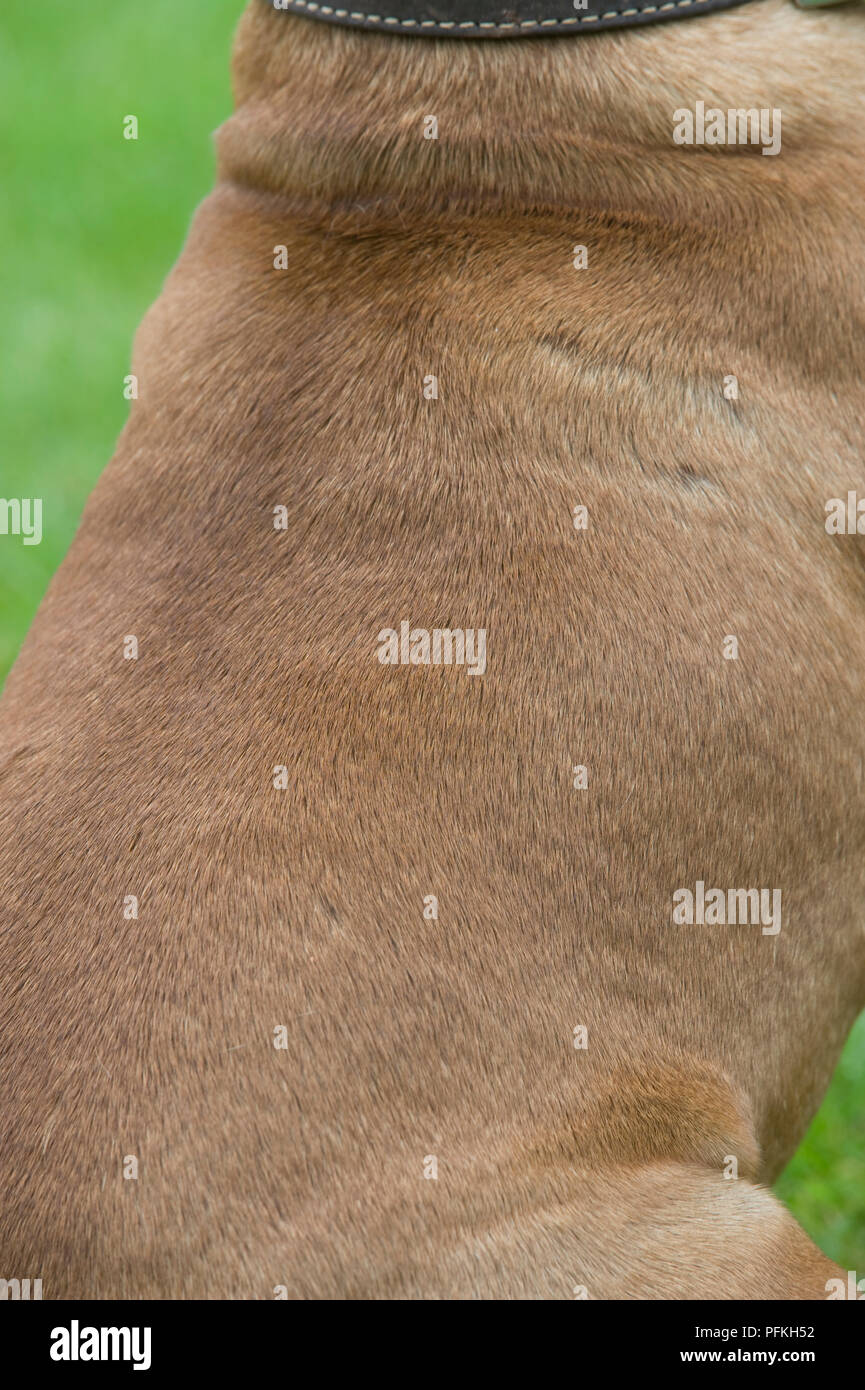 Smooth coat type of mongrel dog Stock Photo - Alamy