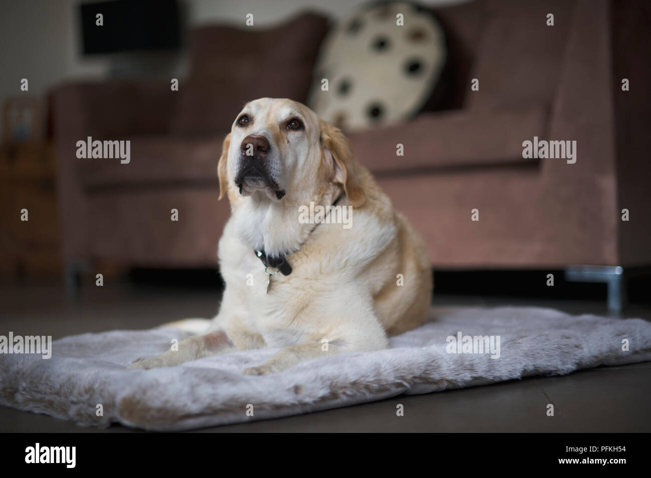 Elderly Yellow Labrador lying on comfortable rug Stock Photo - Alamy