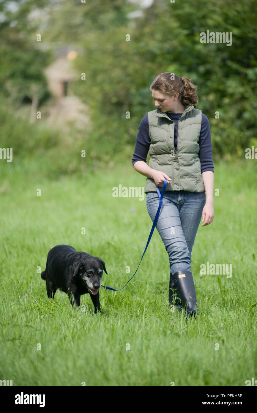 Woman walking elderly Black Labrador dog Stock Photo - Alamy
