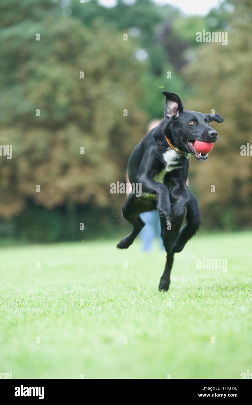 Dog catching ball hi-res stock photography and images - Alamy