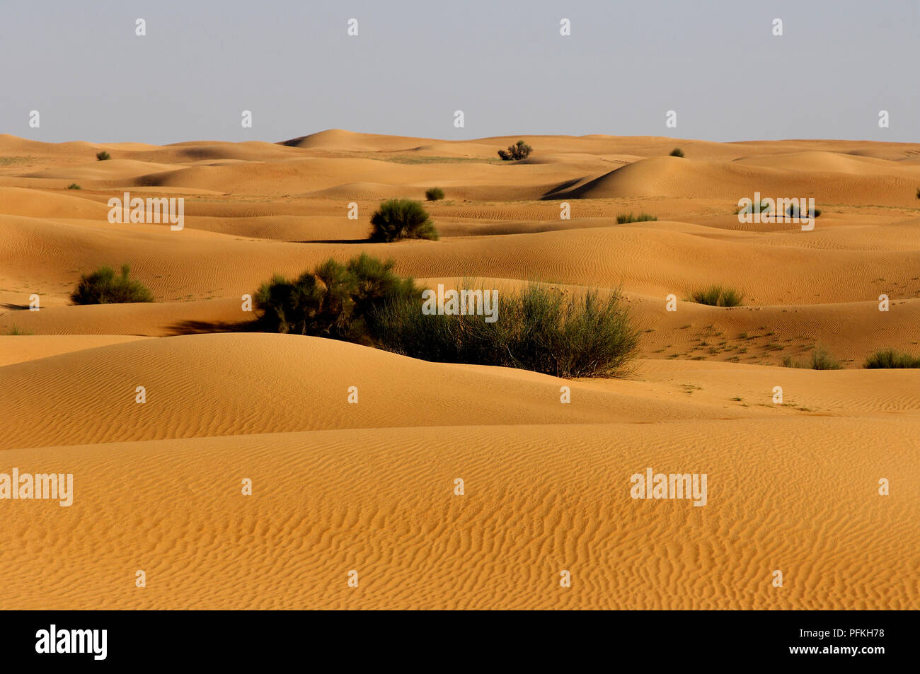 United Arab Emirates, Dubai, green plants dotted on desert landscape ...