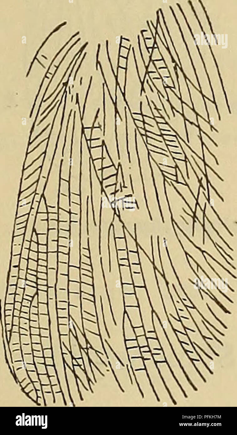 This scientific work provides a revision of Paleozoic insect species ...