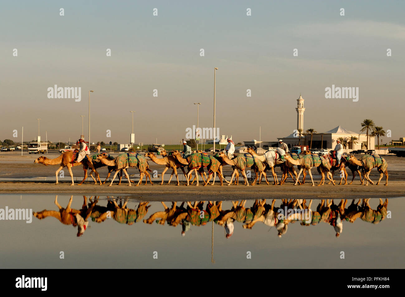 United Arab Emirates, Dubai, camel train reflected in water on Sheikh ...