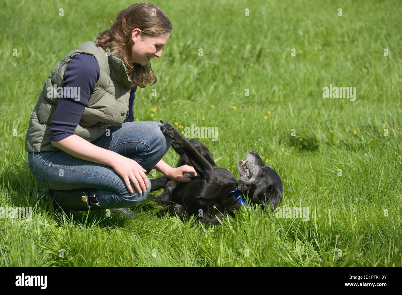 Woman tickling tummy of elderly Black Labrador Stock Photo - Alamy