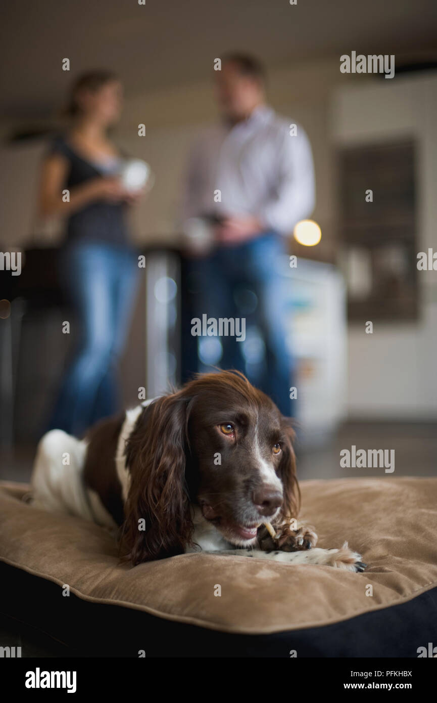 Springer Spaniel lying on cushion chewing bone Stock Photo - Alamy