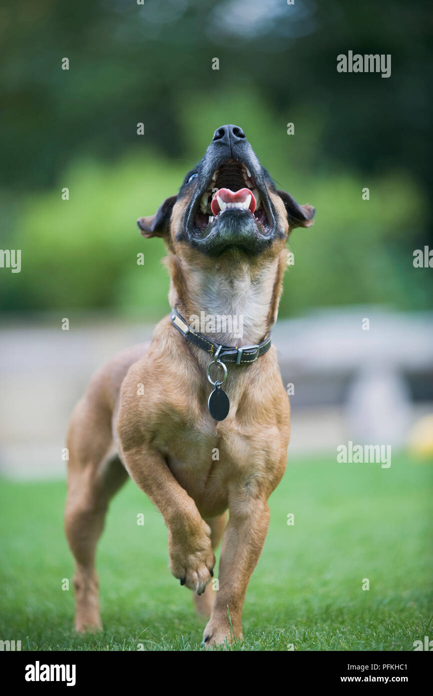 Mongrel dog looking up and barking Stock Photo - Alamy