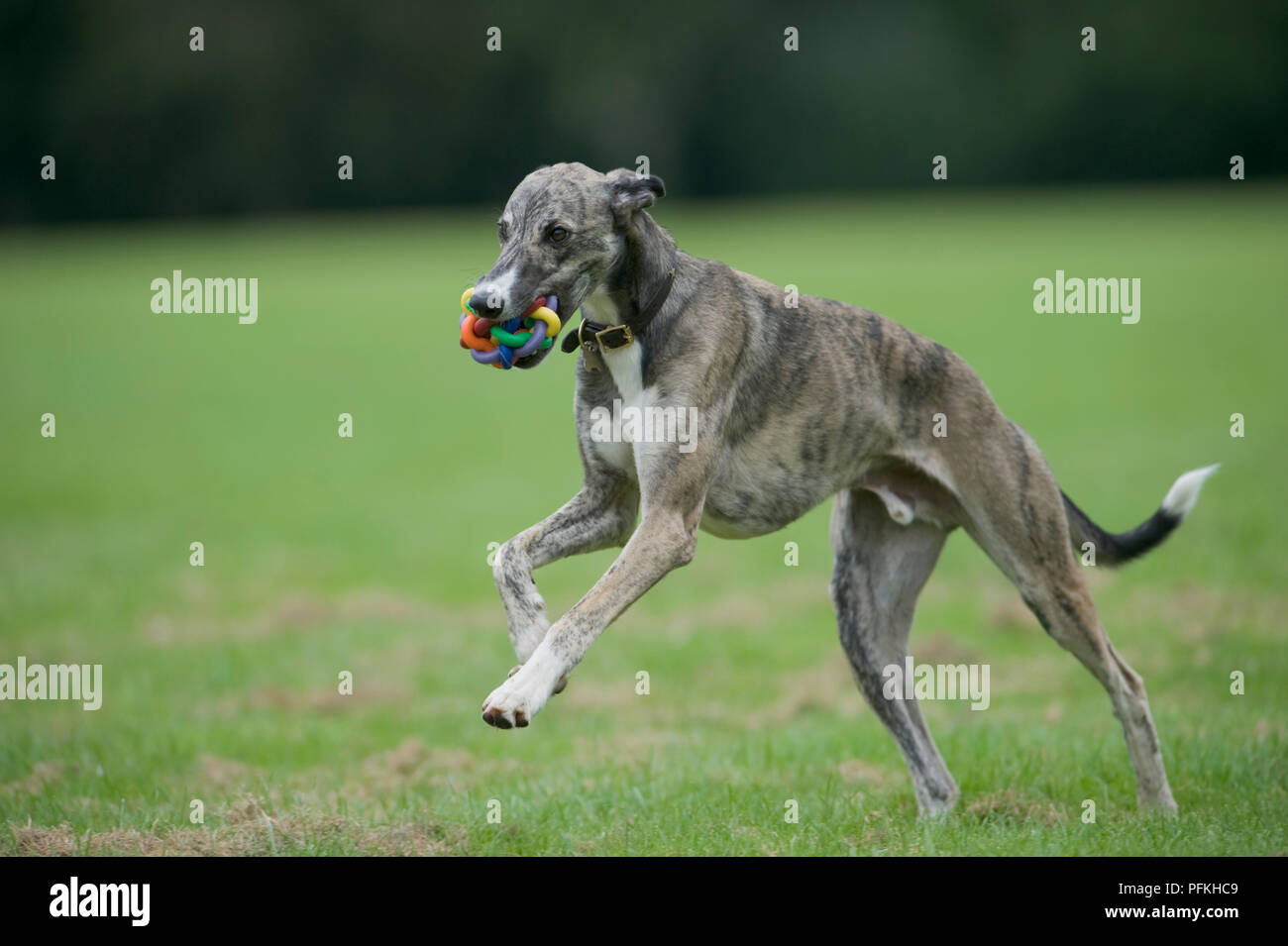 Lurcher running hi-res stock photography and images - Alamy