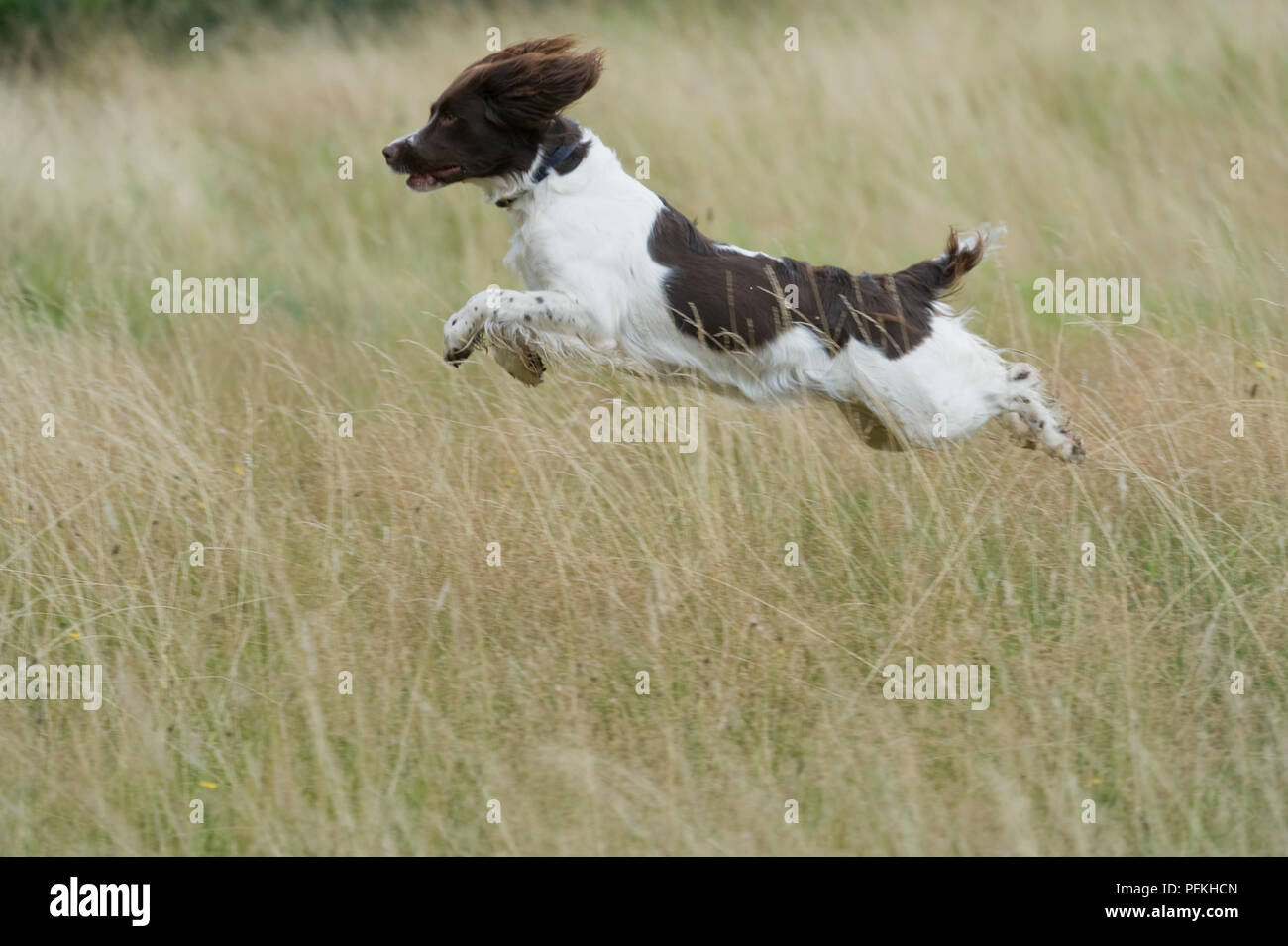 Energetic Springer Spaniel running across field Stock Photo - Alamy