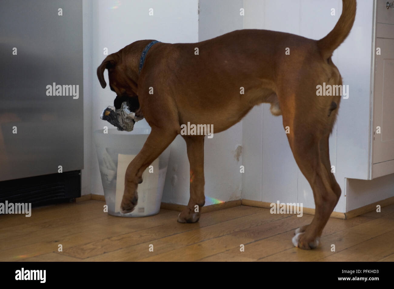 Rubbish bin uk indoors hi-res stock photography and images - Alamy
