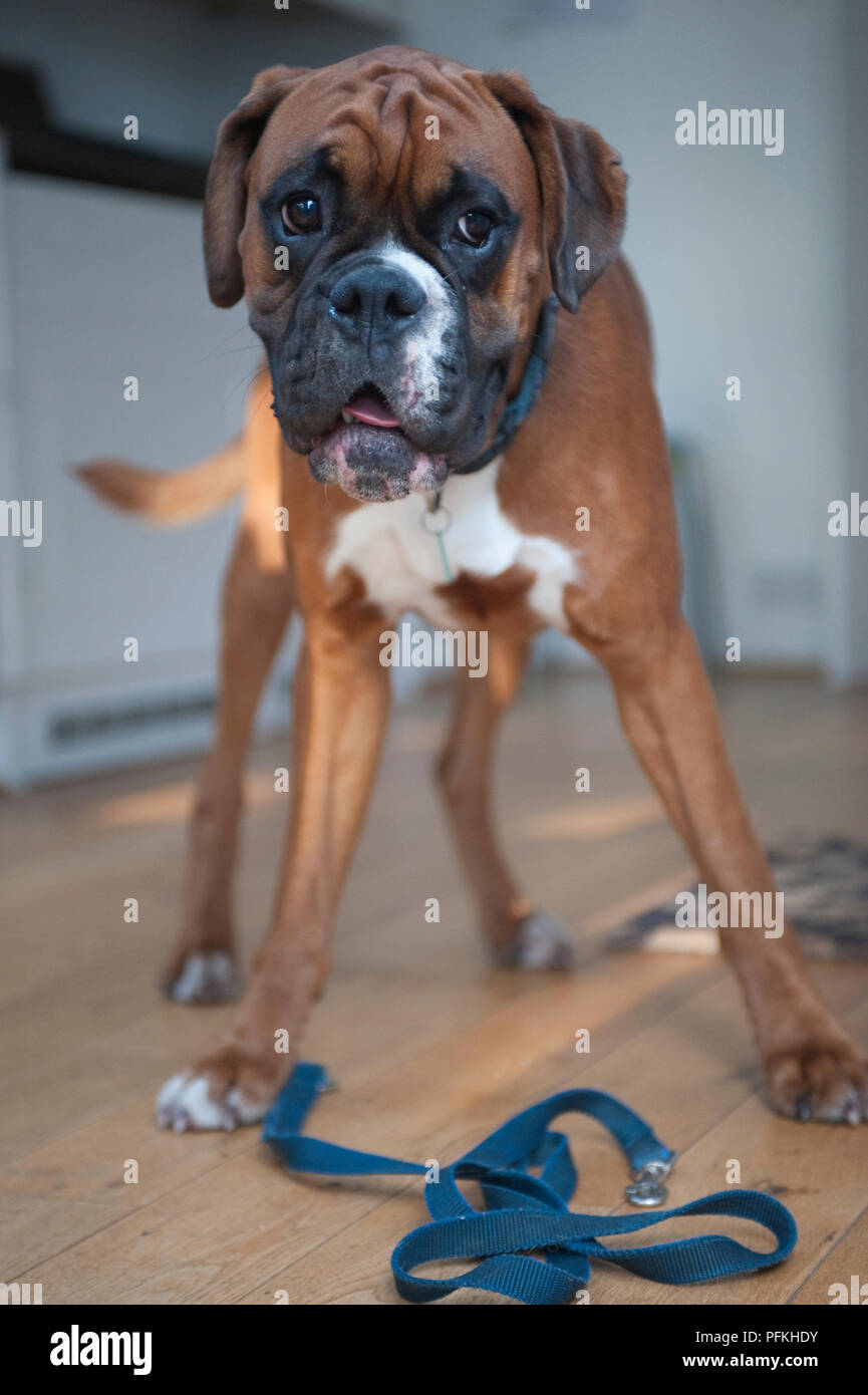 Boxer dog standing in room with leash on floor, close-up, front view ...