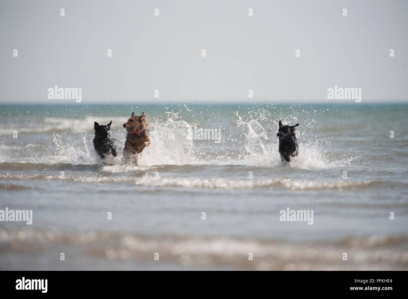 Dog running through sea hi-res stock photography and images - Alamy
