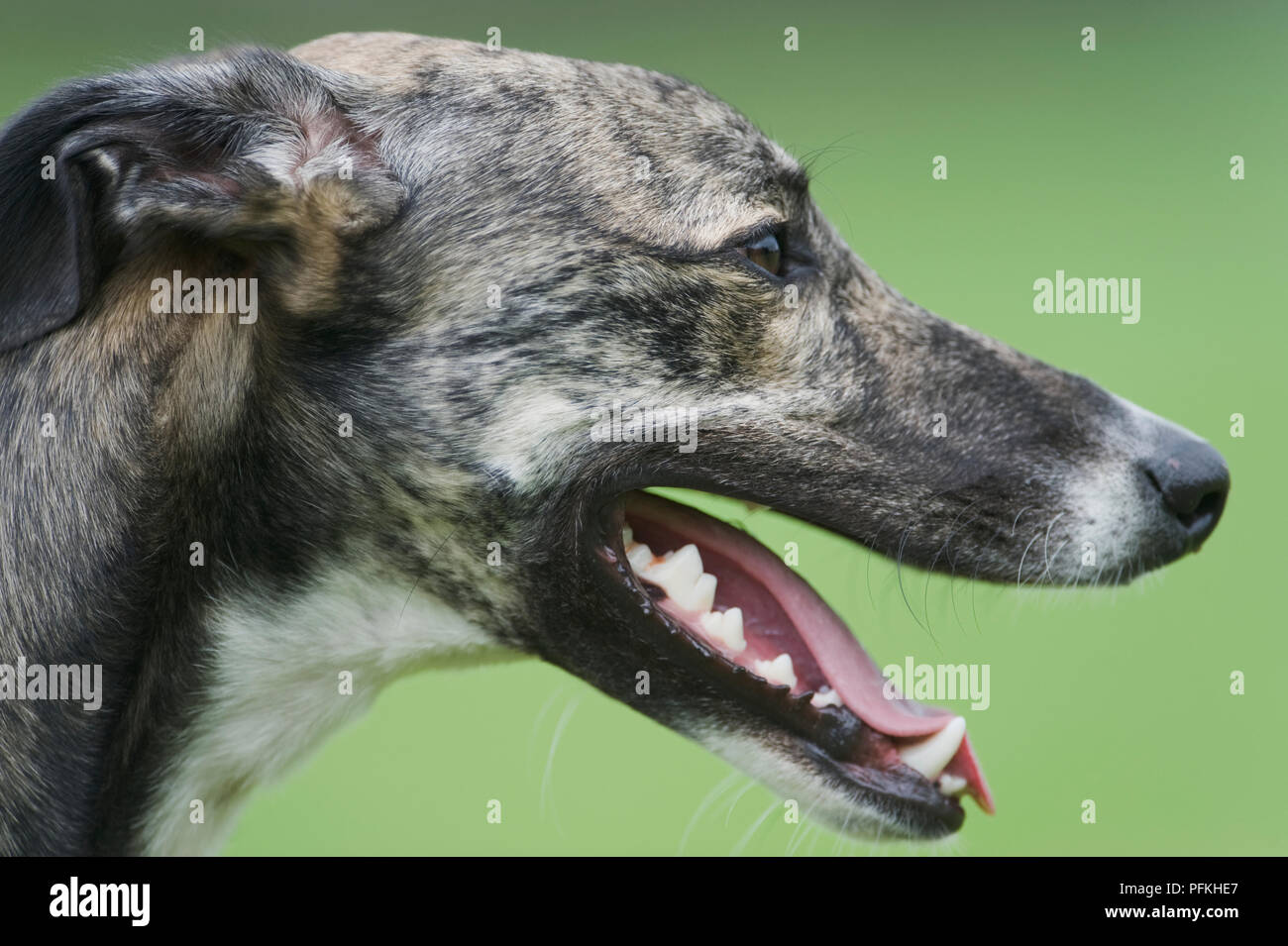 Profile of Lurcher, panting Stock Photo - Alamy