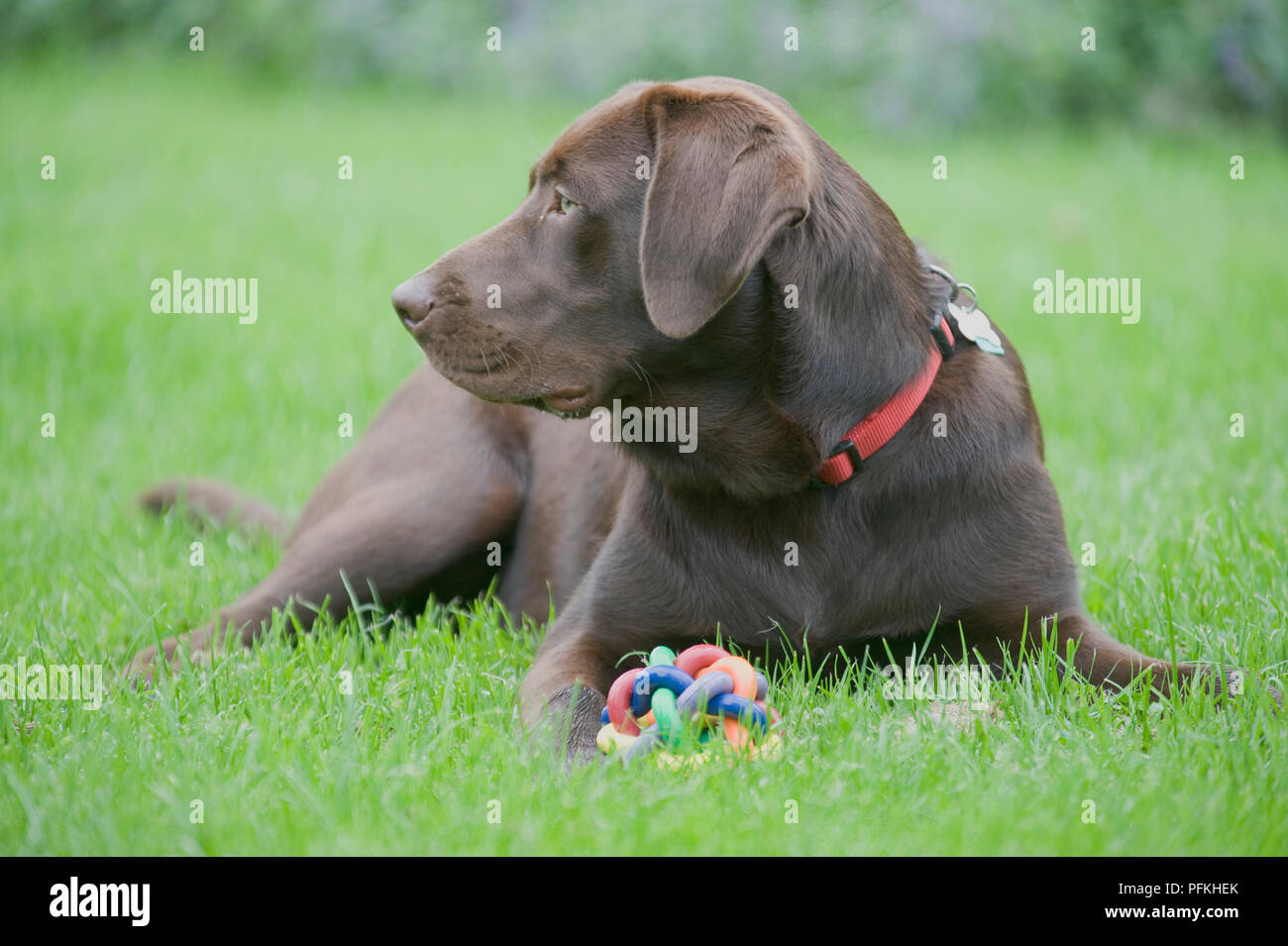 Young Chocolate Labrador lying on grass with pet toy at feet Stock ...