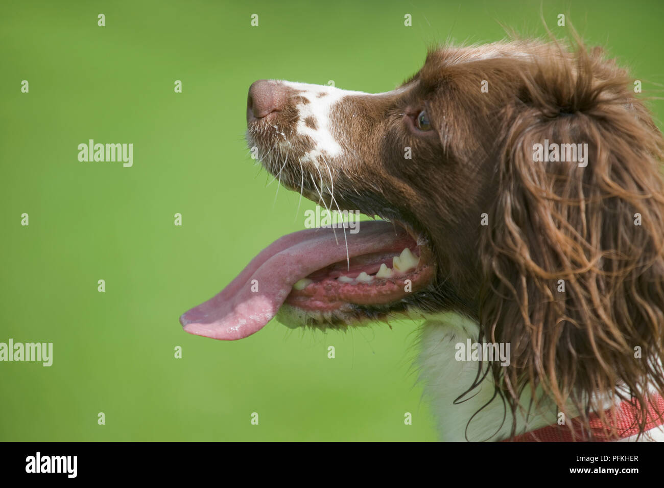 Springer Spaniel with head in profile, panting Stock Photo - Alamy