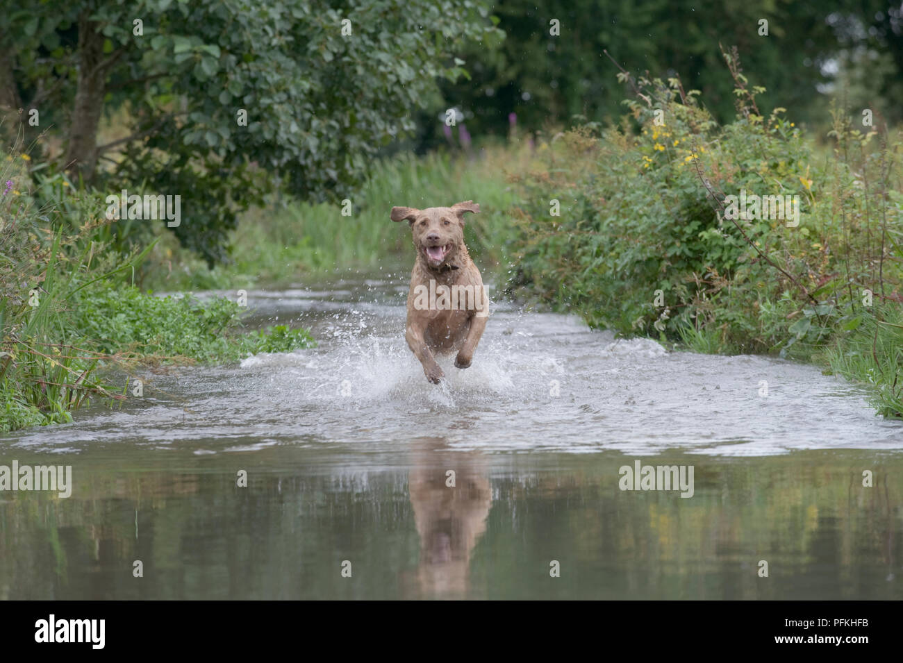 Mongrel dog running through middle of shallow stream Stock Photo - Alamy