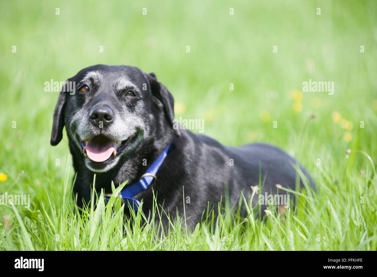 Elderly Black Labrador lying down in long grass, panting Stock Photo ...