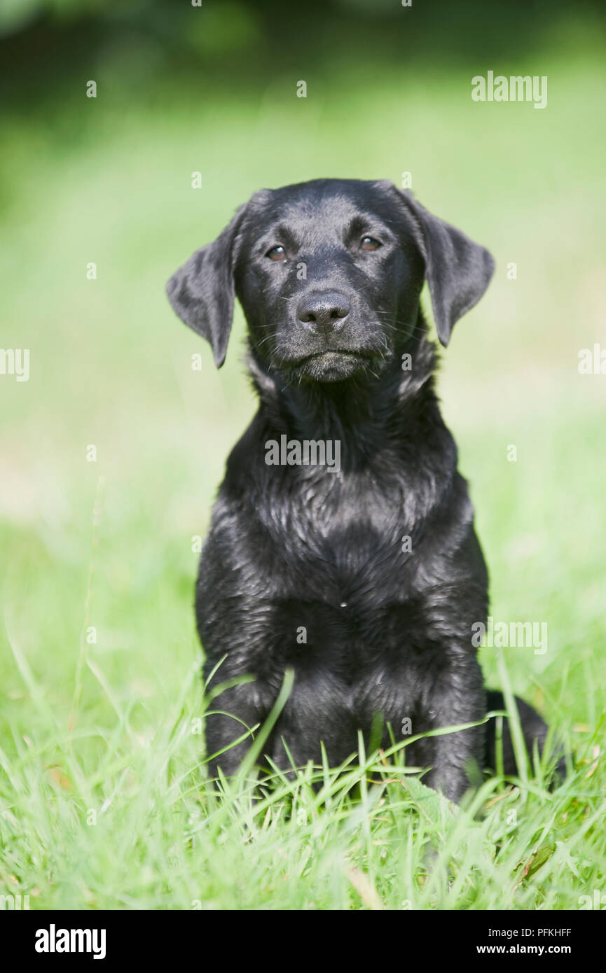 Black mongrel dog sitting on grass Stock Photo - Alamy