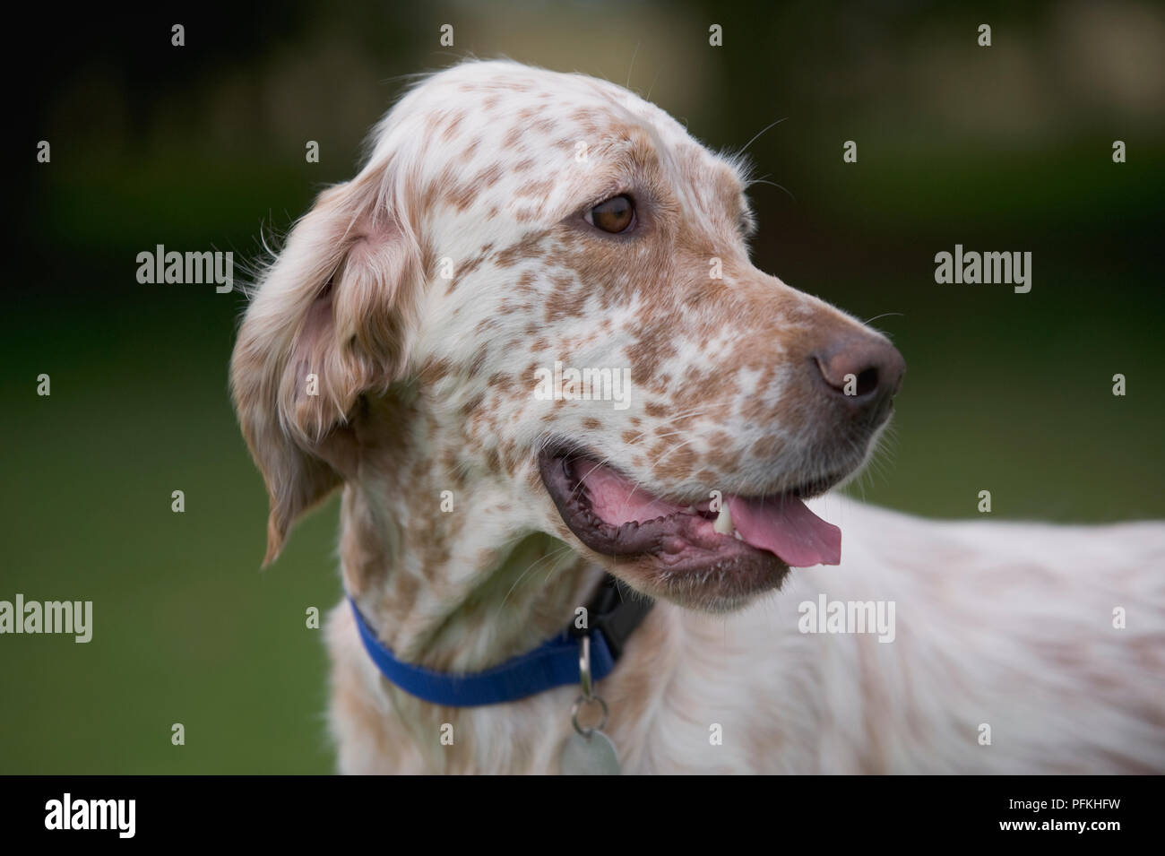 Head in profile of English Setter, panting Stock Photo - Alamy