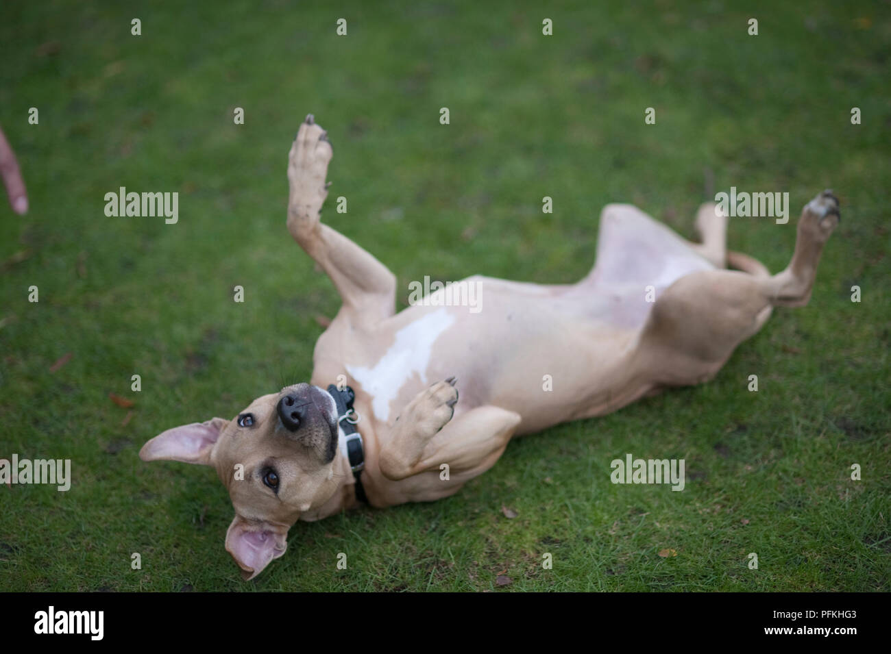 Dog Rolling Over High Resolution Stock Photography and Images - Alamy