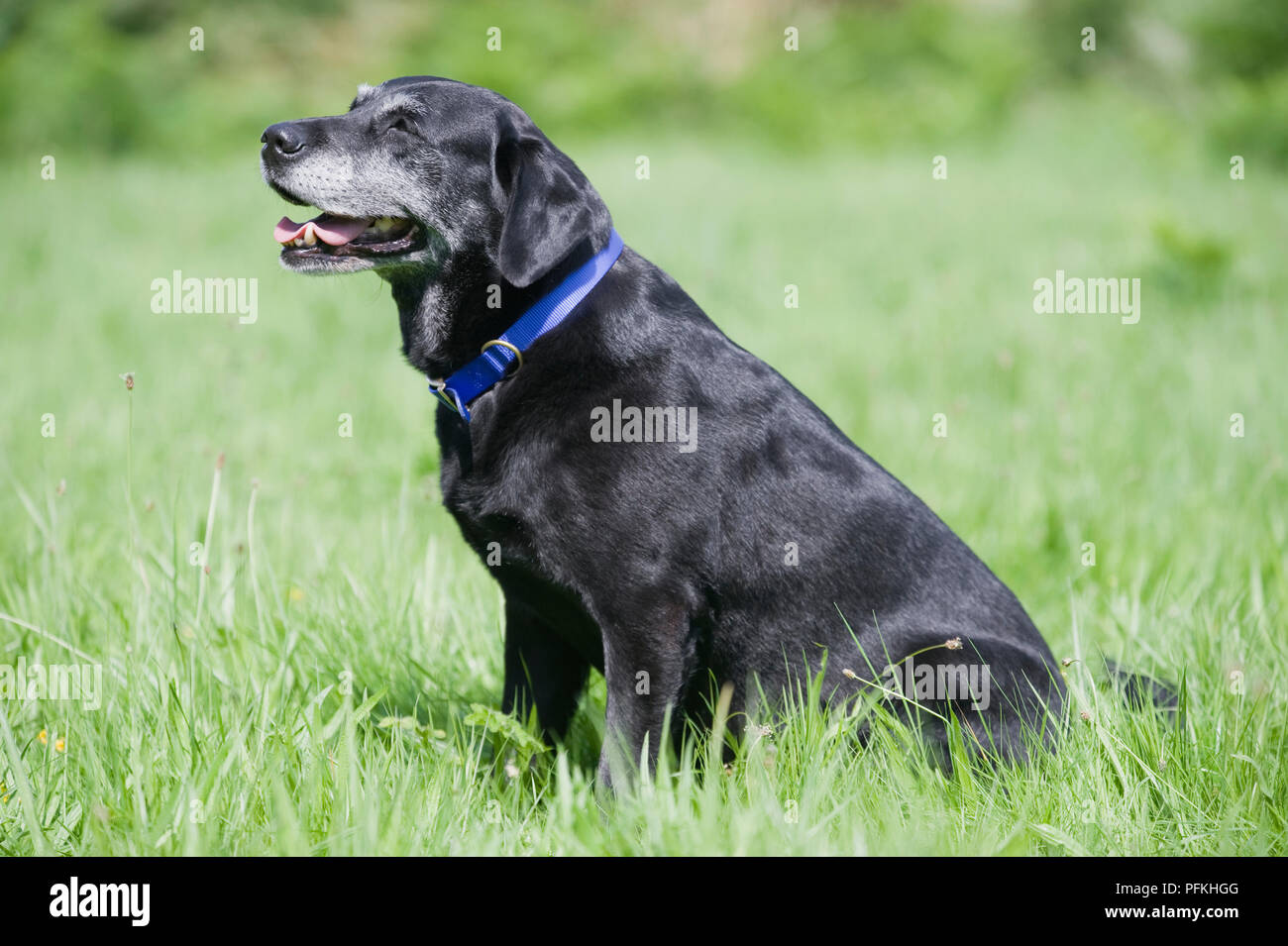 Elderly Black Labrador sitting in long grass, panting Stock Photo - Alamy