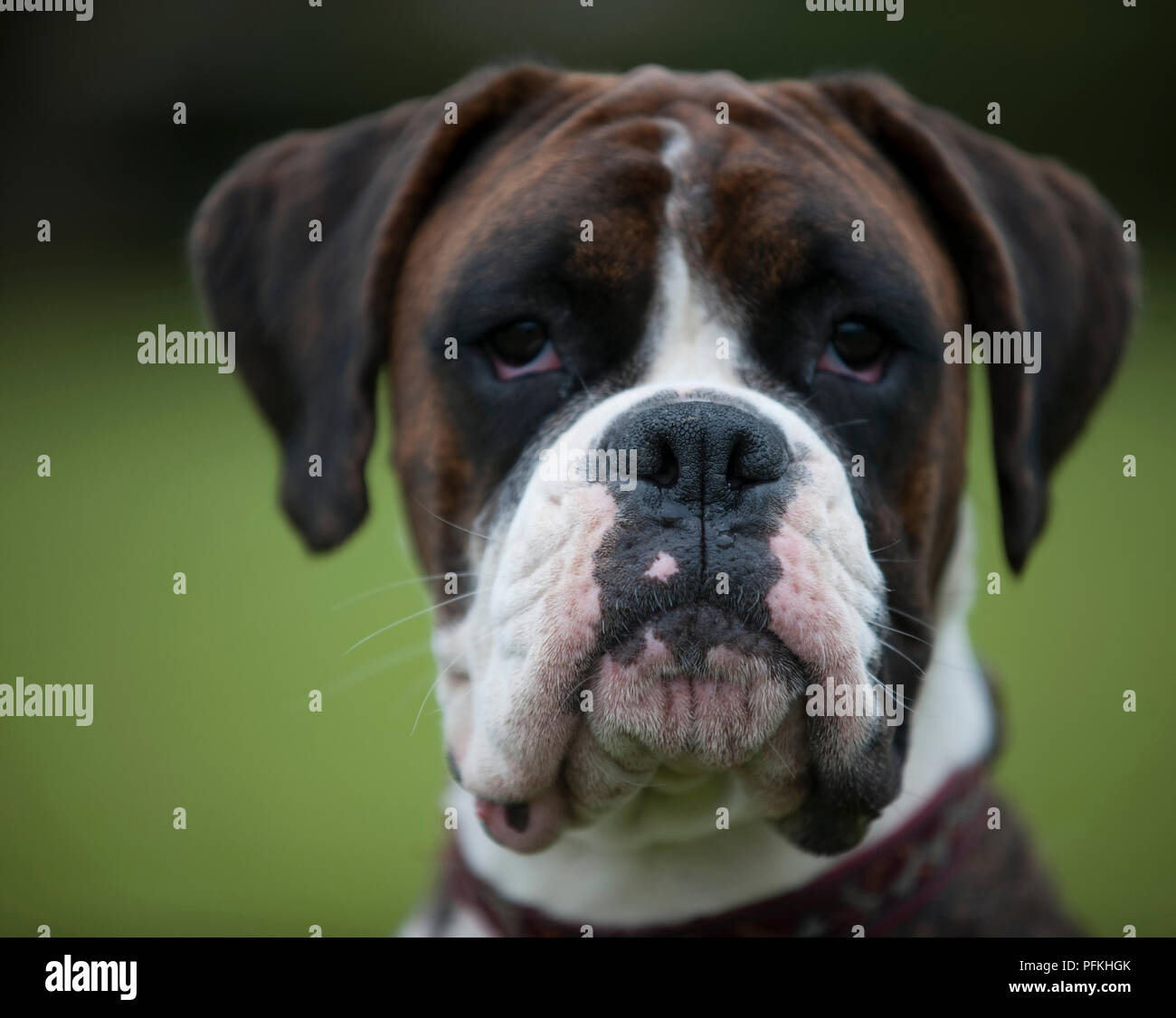 Head of Boxer dog, front view Stock Photo - Alamy