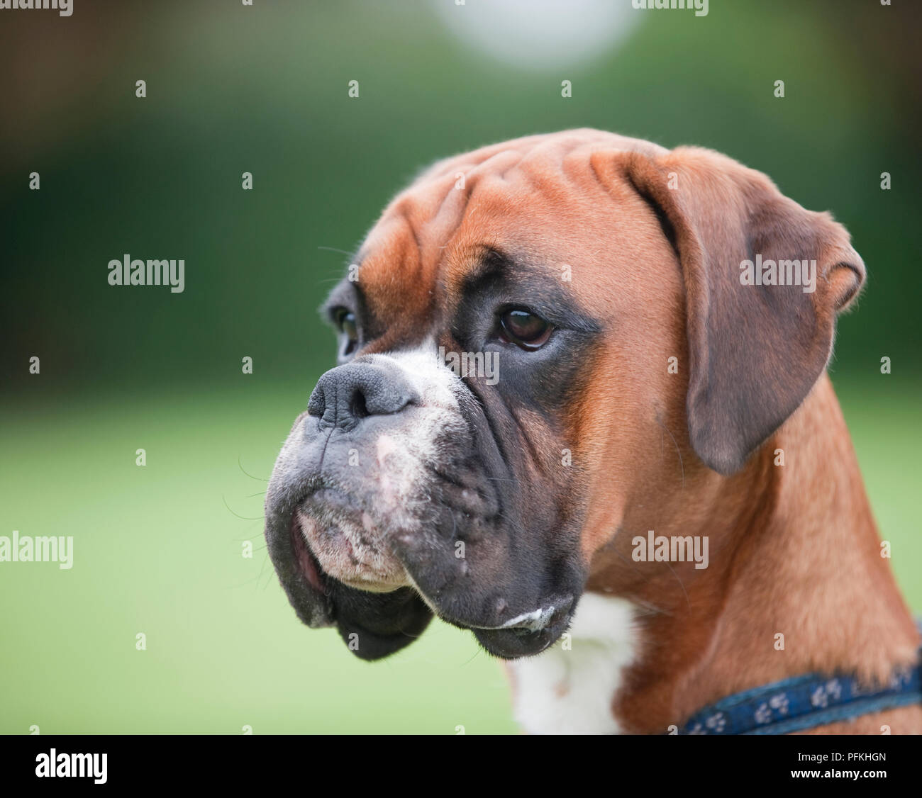 Boxer dog profile hi-res stock photography and images - Alamy