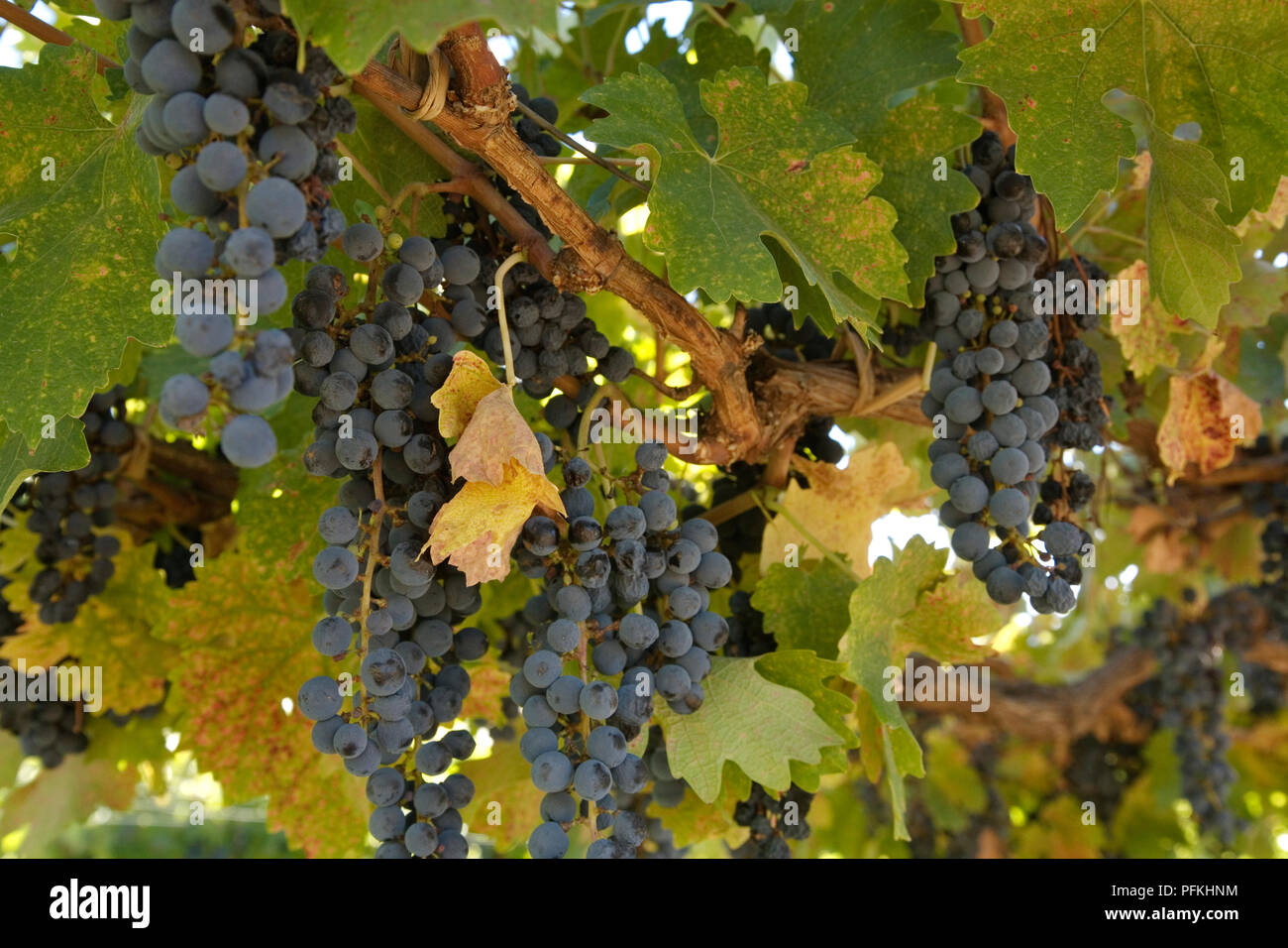 Malbec grapes argentina hi-res stock photography and images - Alamy