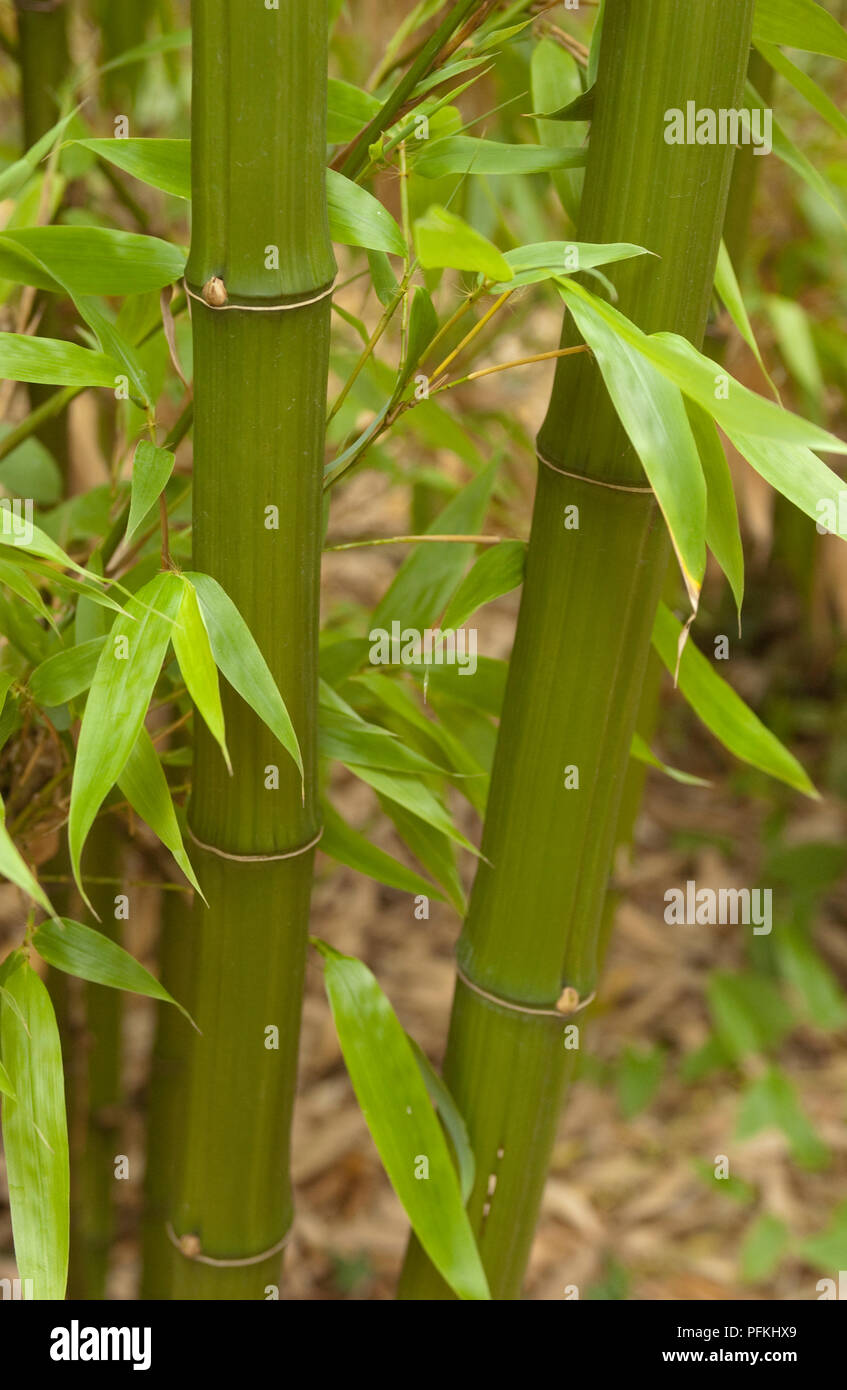 Two bamboo stems hi-res stock photography and images - Alamy