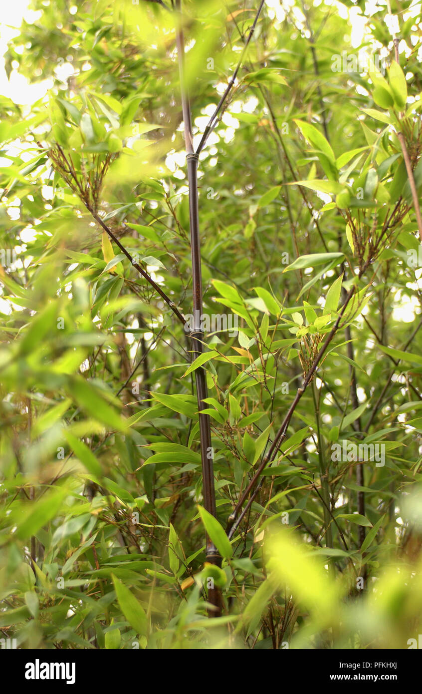 Phyllostachys nigra (Black Bamboo), green leaves and strong stems Stock ...