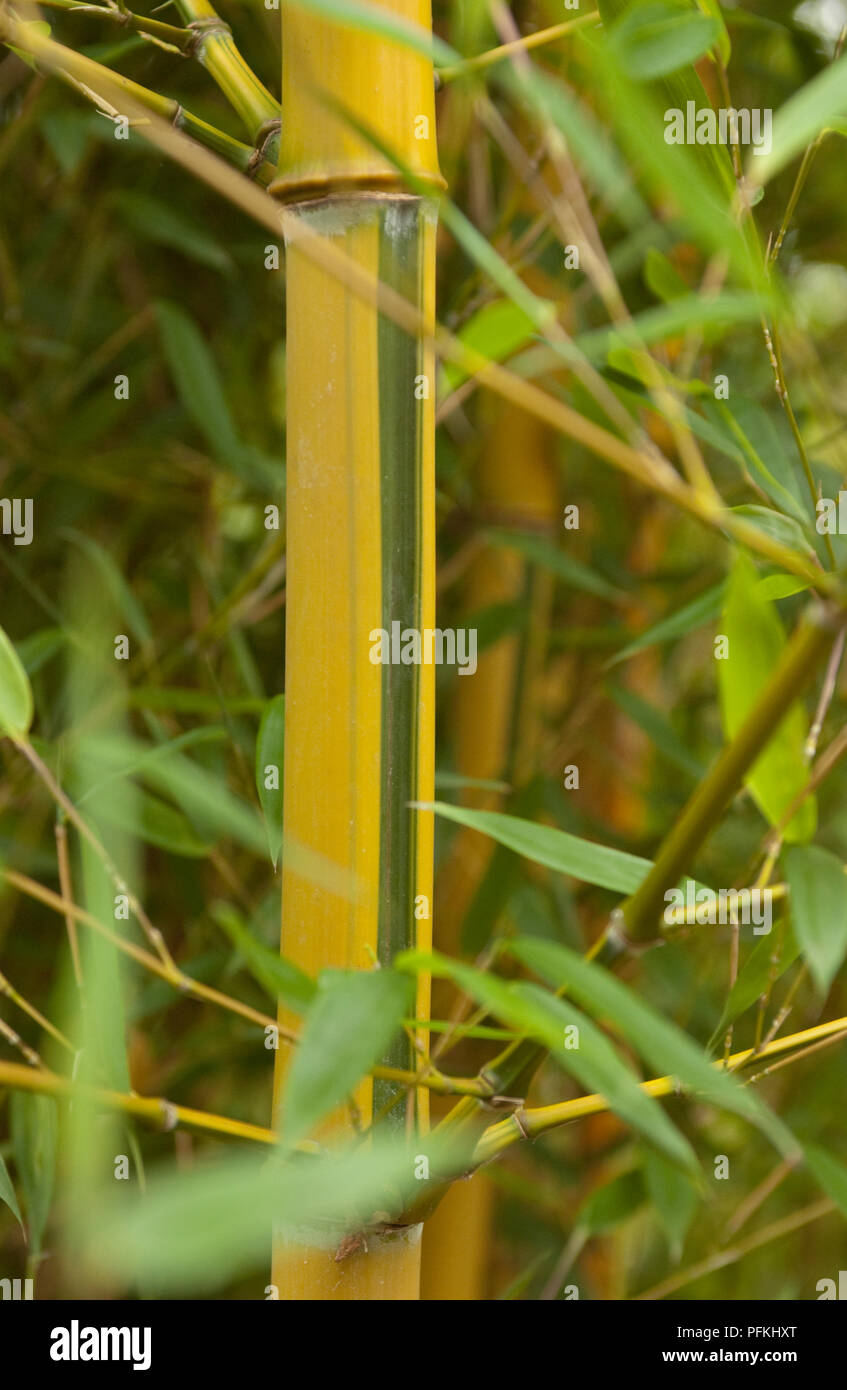 Phyllostachys aureosulcata 'Spectabilis' (Spectabilis bamboo), close-up ...