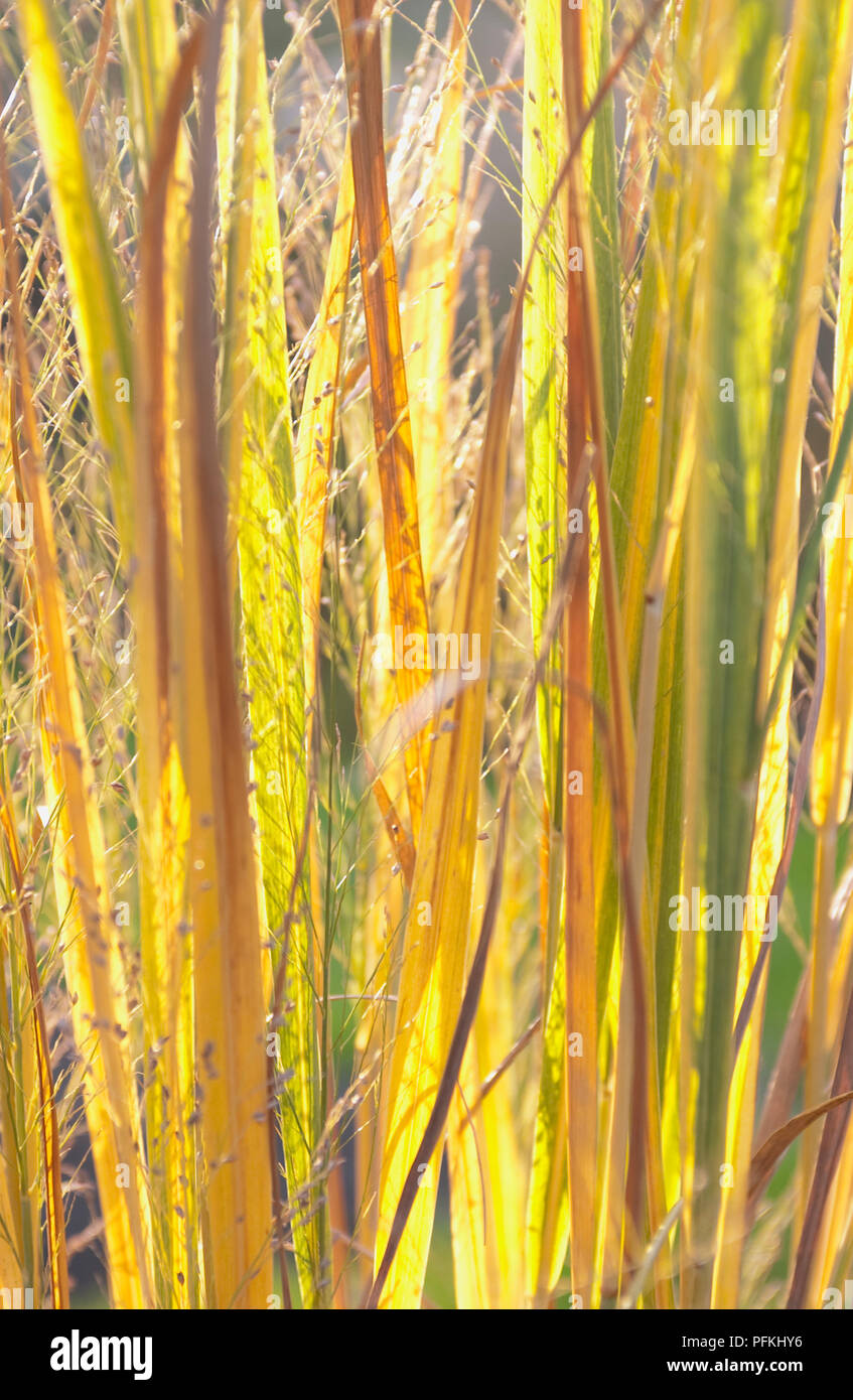 Panicum virgatum (Switchgrass), with sunlight shining through leaves ...