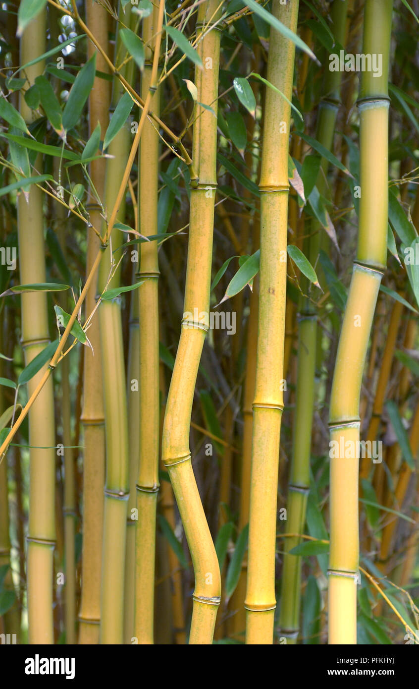 Strong stems of Phyllostachys aureosulcata f. aureocaulis (Golden ...