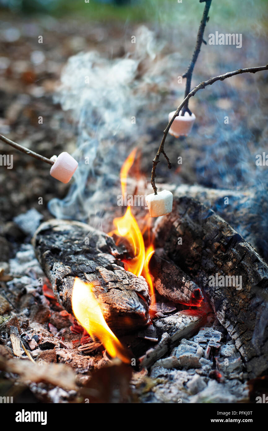 Heating marshmallows on end of twigs above burning embers of camp fire ...
