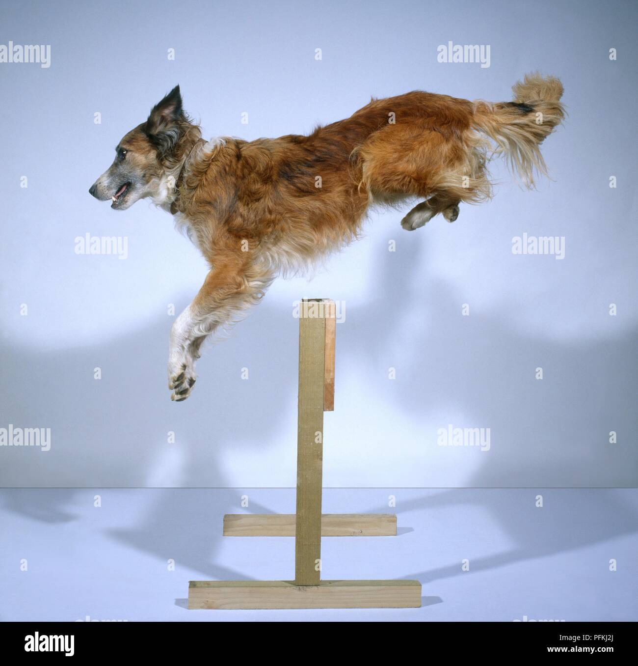 Dog jumping up side view hi-res stock photography and images - Alamy